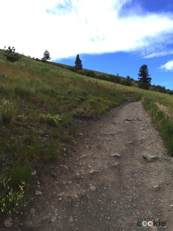 Hike Montana: The M Trail Missoula • The Fit Cookie