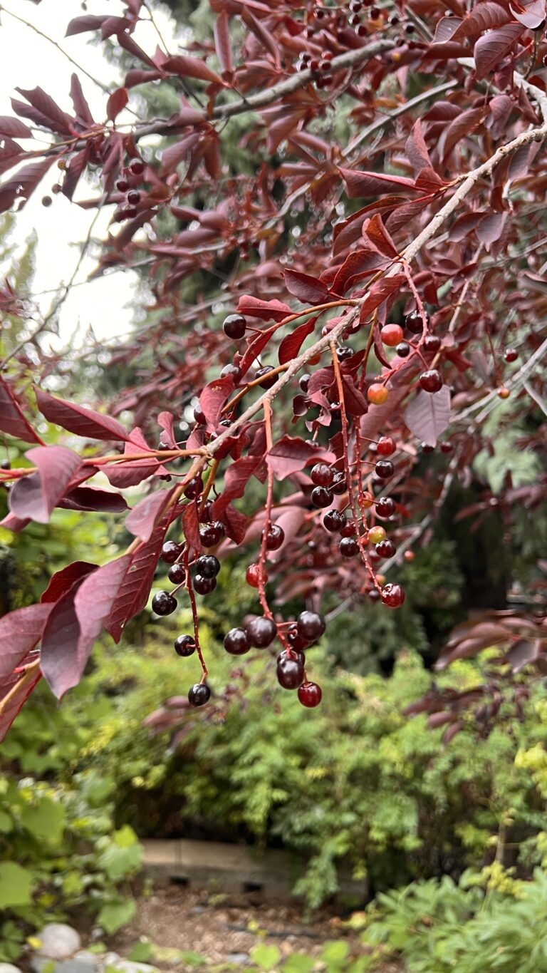 Homemade Chokecherry Syrup • The Fit Cookie