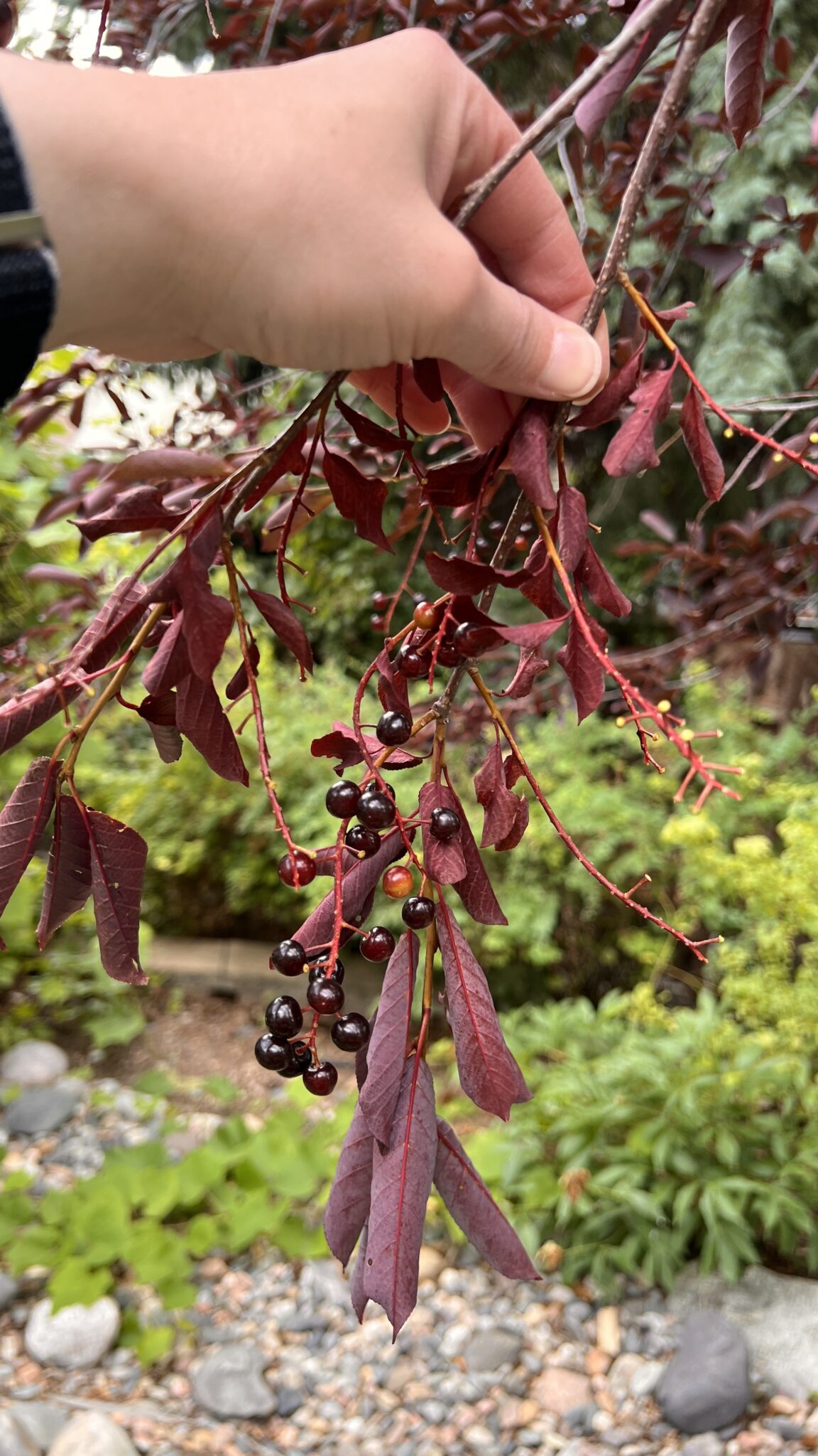 Homemade Chokecherry Syrup • The Fit Cookie